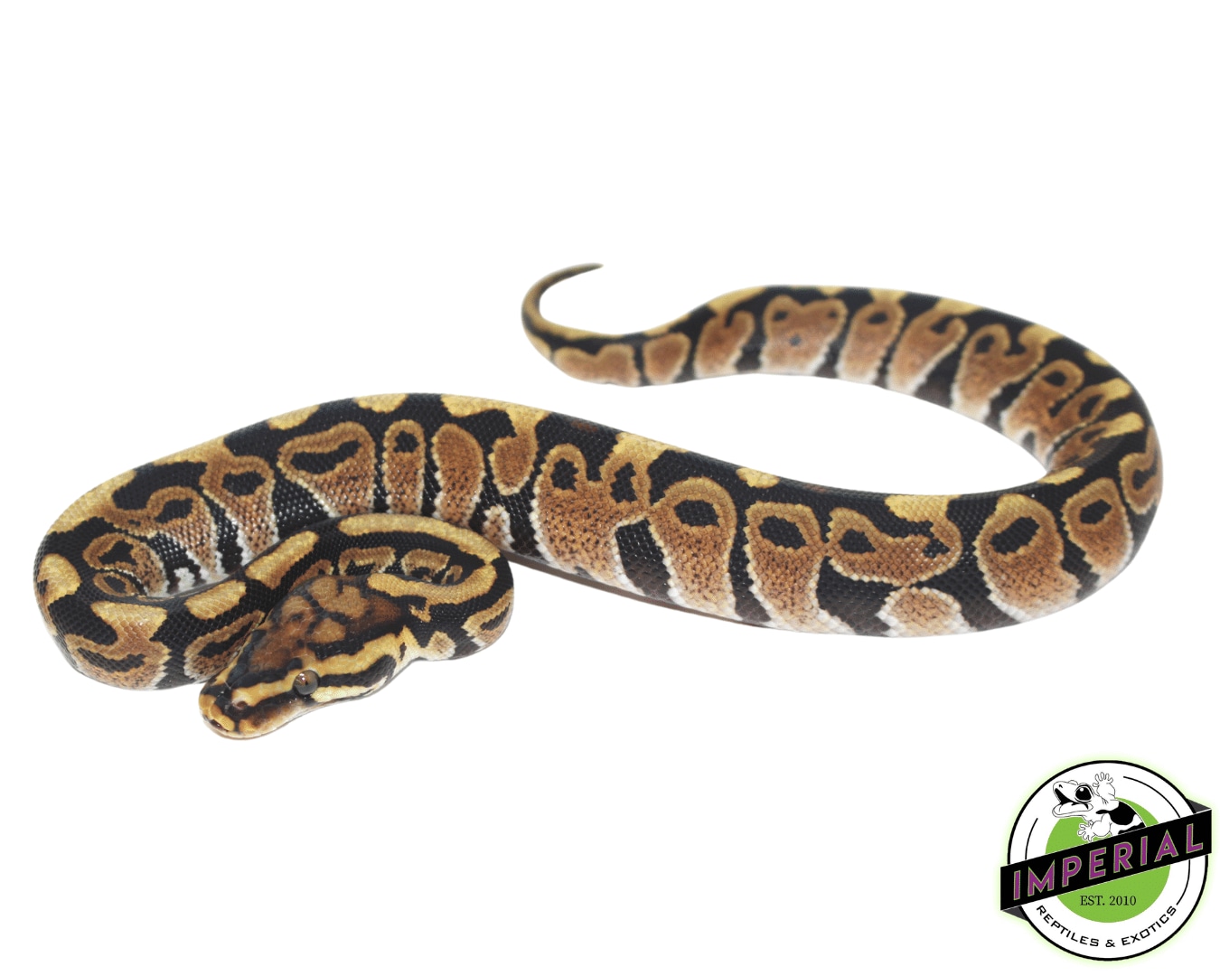 Spotnose Ball Python by Imperial Reptiles & Exotics, LLC - MorphMarket