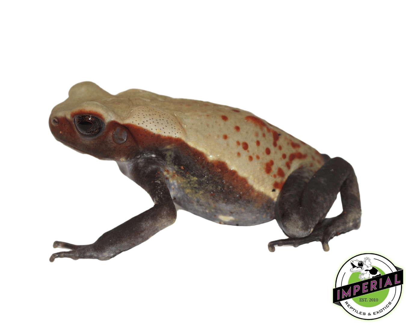 Smooth Sided Toad by Imperial Reptiles & Exotics, LLC - MorphMarket