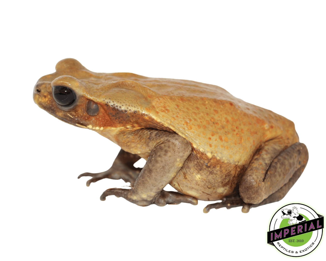 Smooth Sided Toad by Imperial Reptiles & Exotics, LLC - MorphMarket