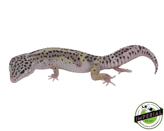 Mack Snow Leopard Gecko Adult by Imperial Reptiles & Exotics, LLC
