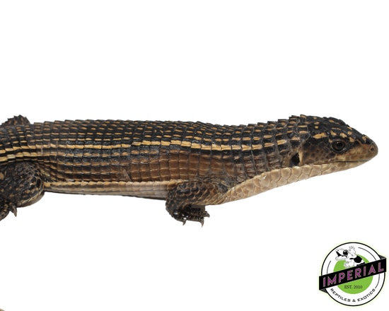 Giant Plated Lizard More Lizard by Imperial Reptiles & Exotics, LLC