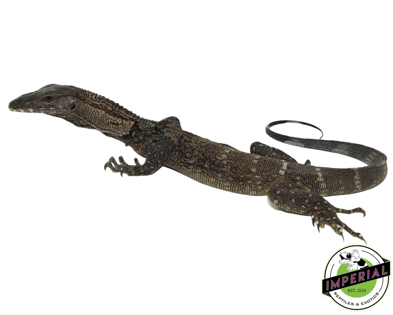 Black Roughneck Monitor by Imperial Reptiles & Exotics, LLC - MorphMarket