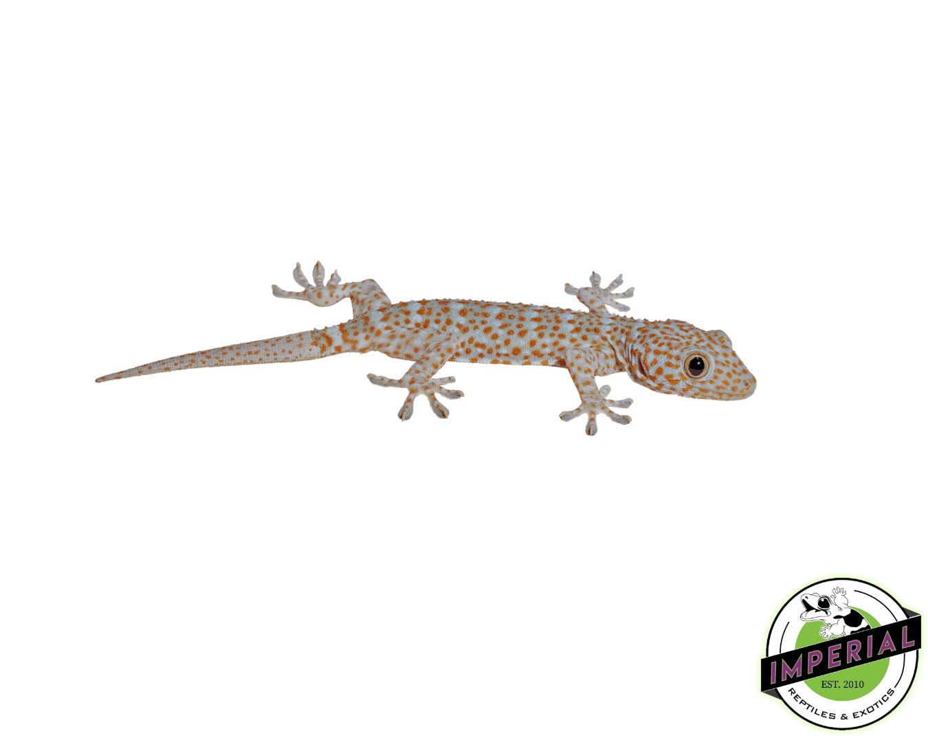 Baby Tokay Gecko by Imperial Reptiles & Exotics, LLC - MorphMarket