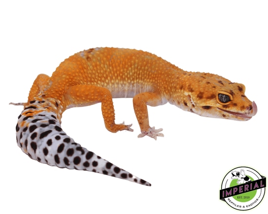 OG Tangerine Leopard Gecko Adult Female (#32323-05) by Imperial ...