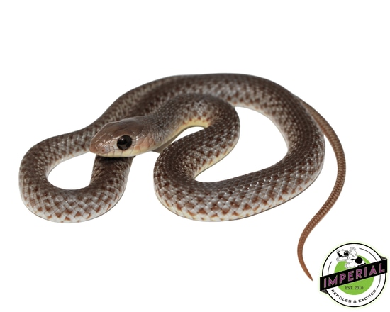 Baby Beak Snake More Colubrid by Imperial Reptiles & Exotics, LLC