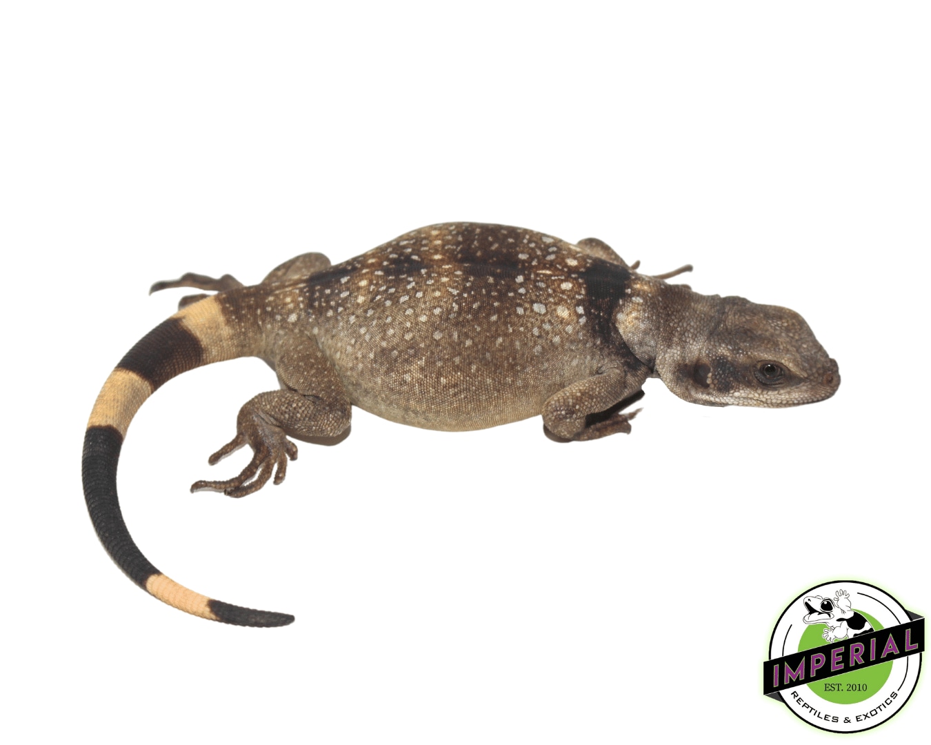 Red And Black Chuckwalla Baby More Lizard by Imperial Reptiles ...