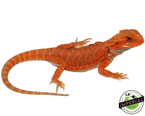 "Fire Red" Hypo Translucent Bearded Dragon Female (#42723-03) Central ...