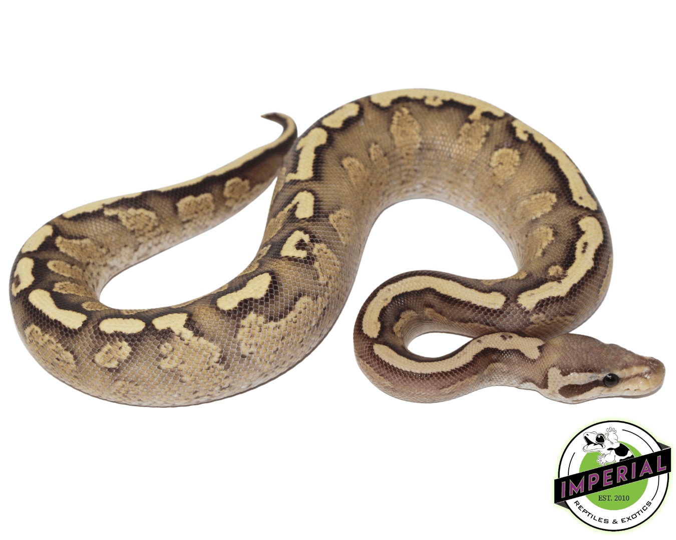 GHI Fire Spark Ball Python by Imperial Reptiles & Exotics, LLC ...