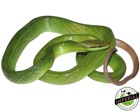 Red Tail Green Red-Tailed Green Rat Snake by Imperial Reptiles ...