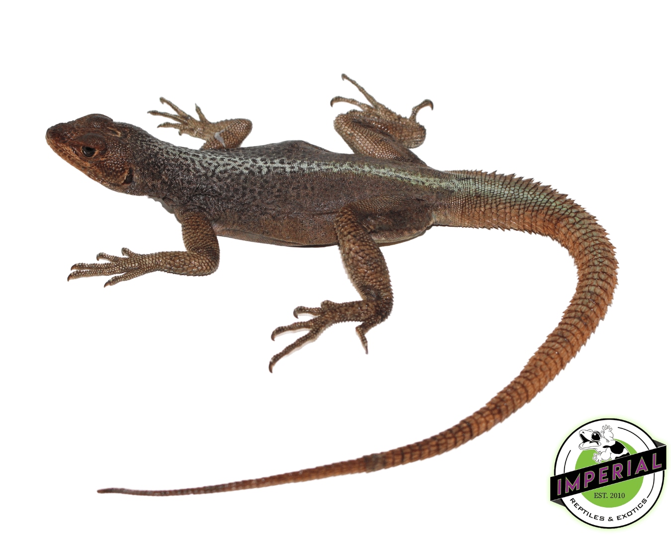 Madagascar Fire Iguana (Oplurus Grandidieri) More Lizard by Imperial ...