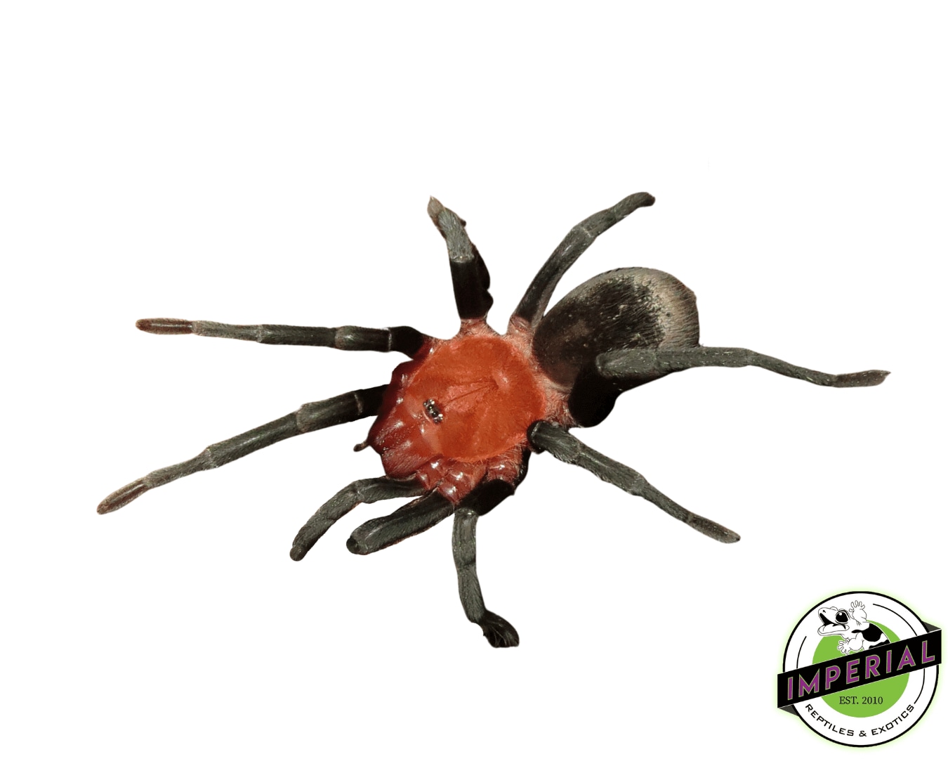 Brazilian Red Head (Bumba Horrida) Tarantula by Imperial Reptiles ...