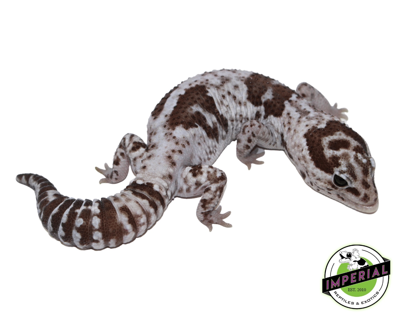Oreo Whiteout African Adult Male (#61523-01) African Fat-Tailed Gecko ...