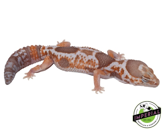 Amel Whiteout African Fat Tail Gecko Adult Female (#61523-02) African ...