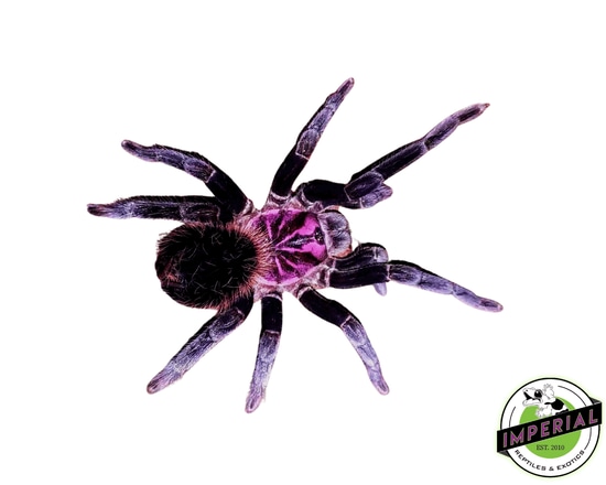 Amazon Blue Bloom Tarantula (Xenesthis Intermedia) by Imperial Reptiles ...