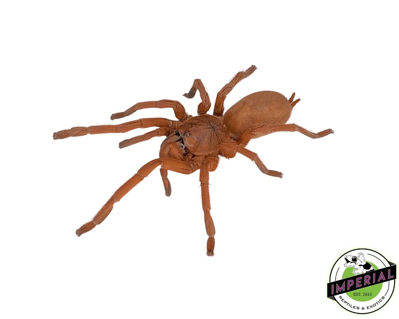 Philippine Tangerine (Orphnaecus Philippinus) Tarantula by Imperial ...