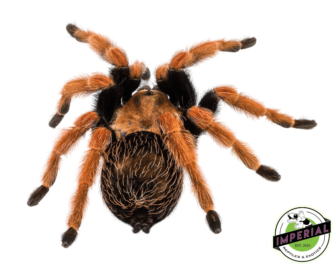 Mexican Blood-leg (Aphonopelma Bicoloratum) Tarantula by Imperial ...