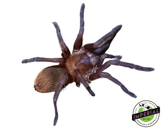 Cuban Dwarf Violet Tarantula (Citharacanthus Cyaneus) by Imperial ...