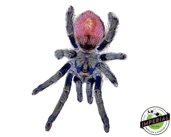 Peruvian Flame-rump Tarantula (Thrixopelma Ockerti) by Imperial ...