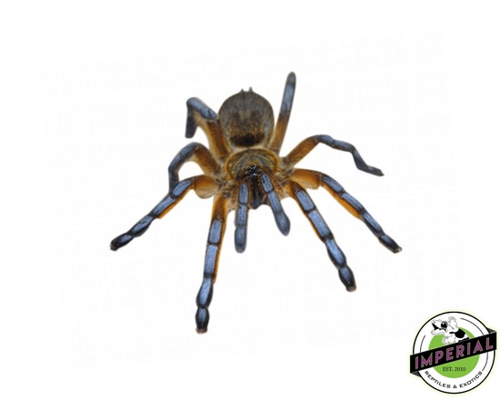 Golden Blue-legged Baboon Tarantula (Harpactira Pulchripes) PAIR by ...