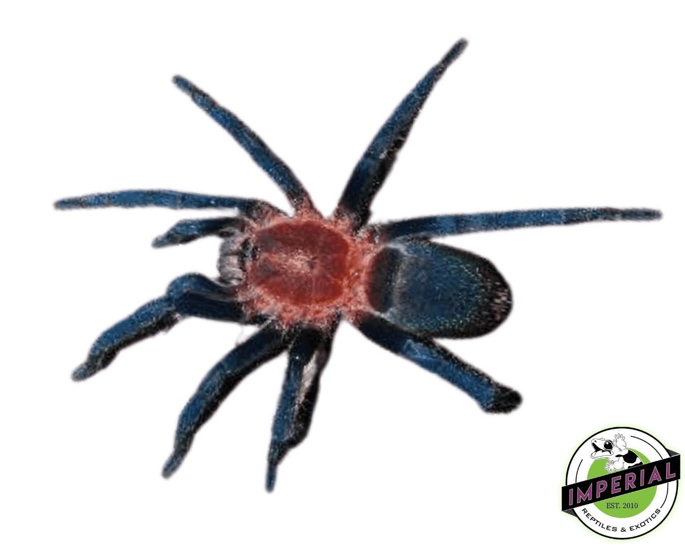 Trinidadian Pink (Holothele Longipes) Tarantula by Imperial Reptiles ...