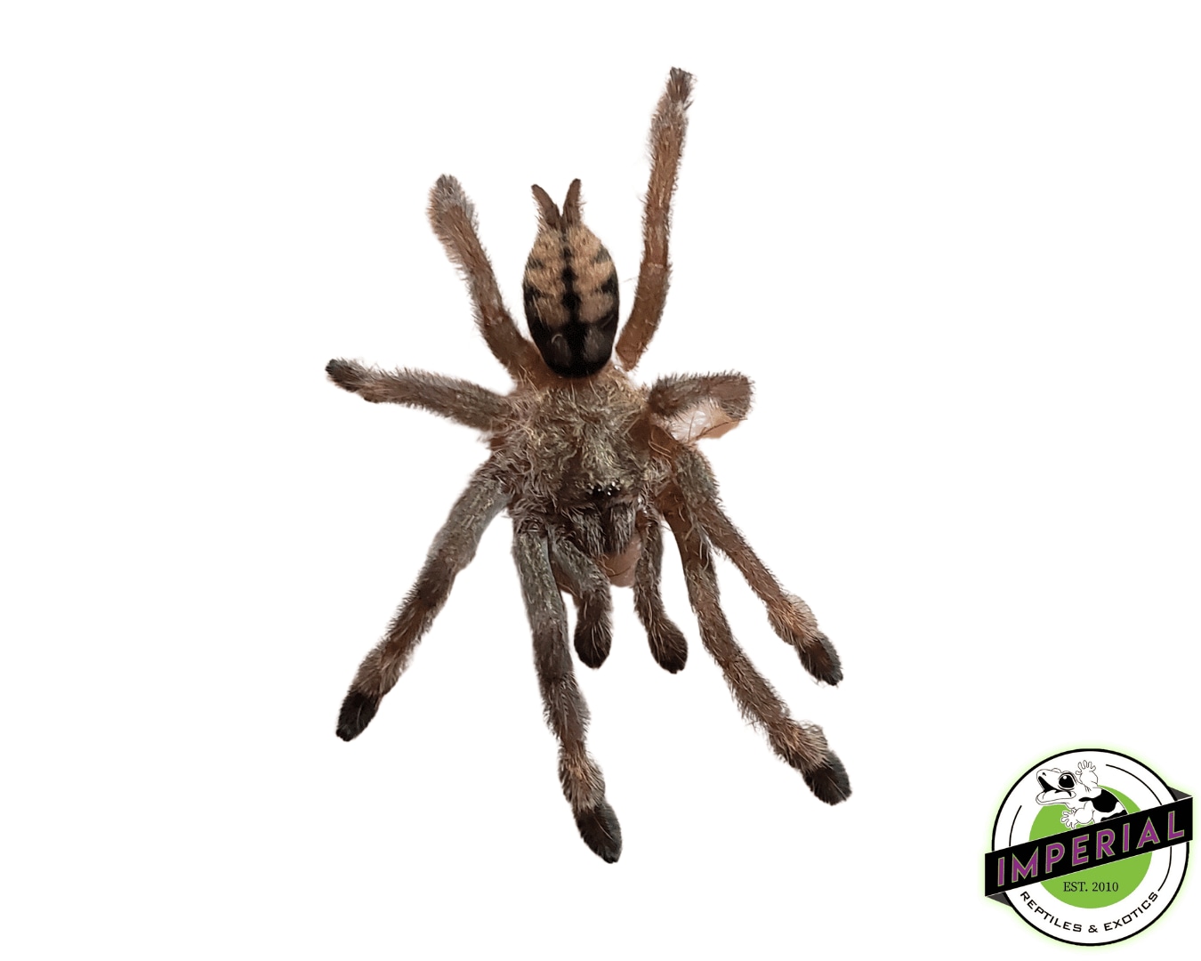 Trinidad Chevron (Psalmopoeus Cambridgei) Tarantula by Imperial ...