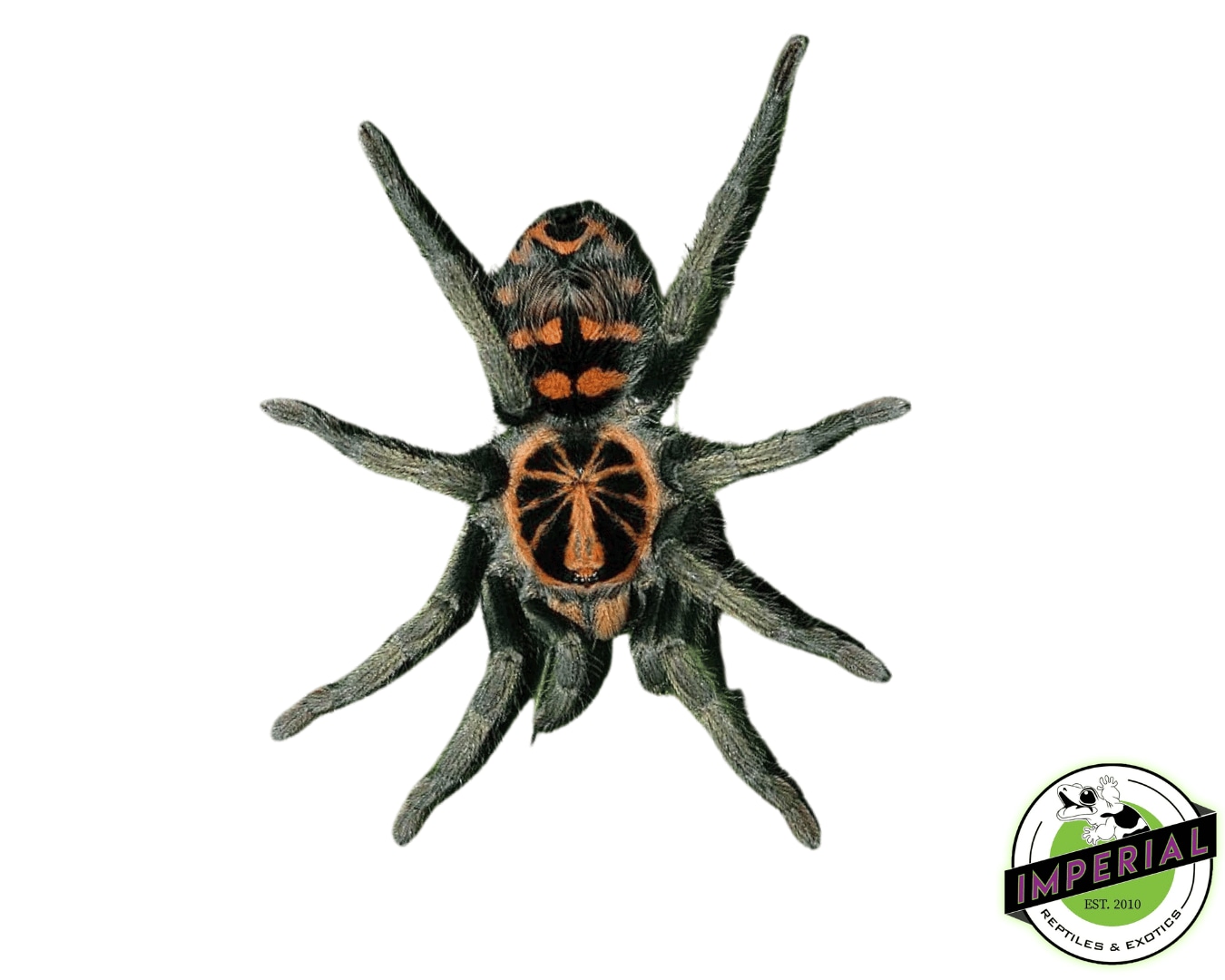 Speckle Patch (Hapalopus Sp. 'Guerilla') Tarantula by Imperial Reptiles ...