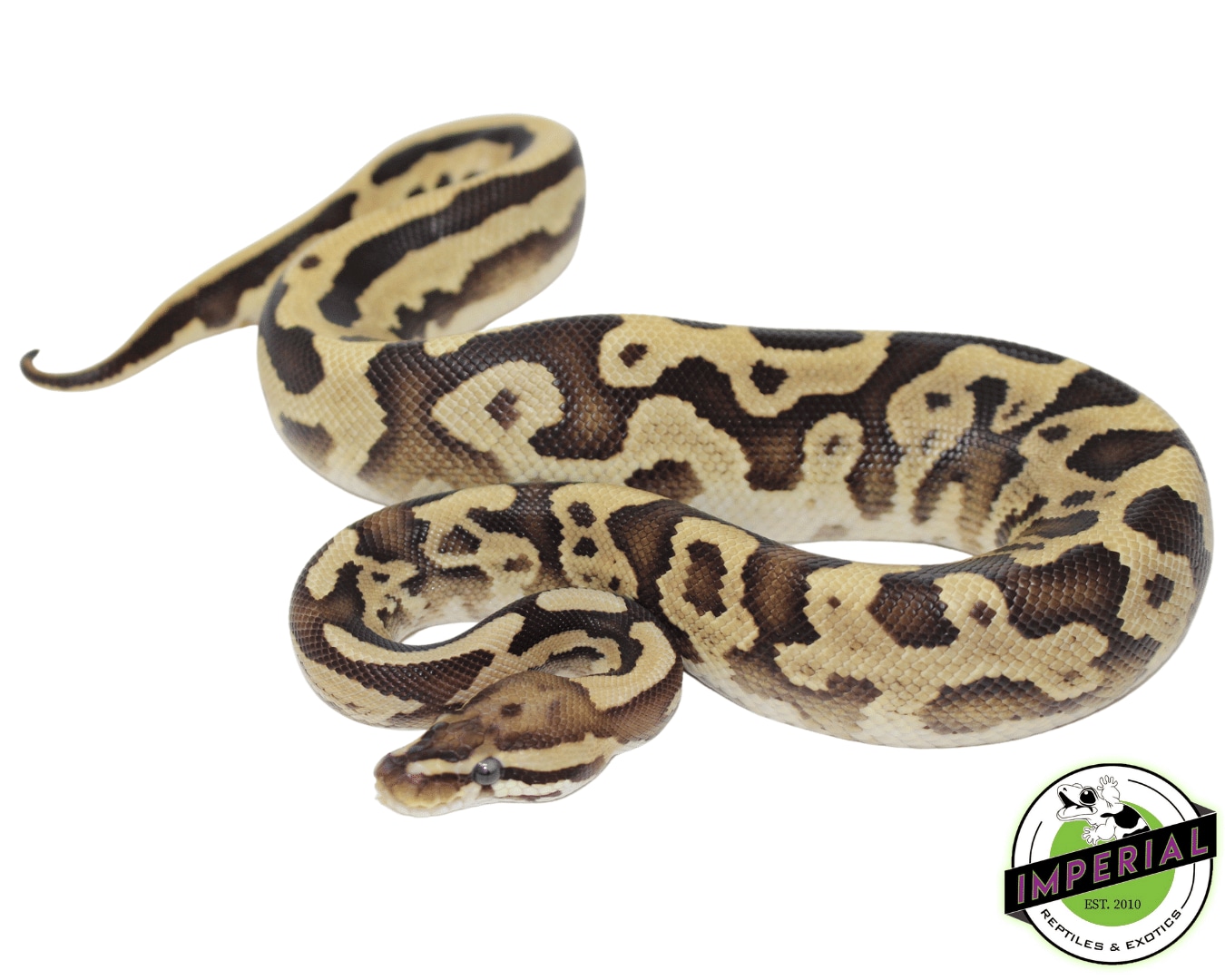 Leopard Firefly Ball Python by Imperial Reptiles & Exotics, LLC ...
