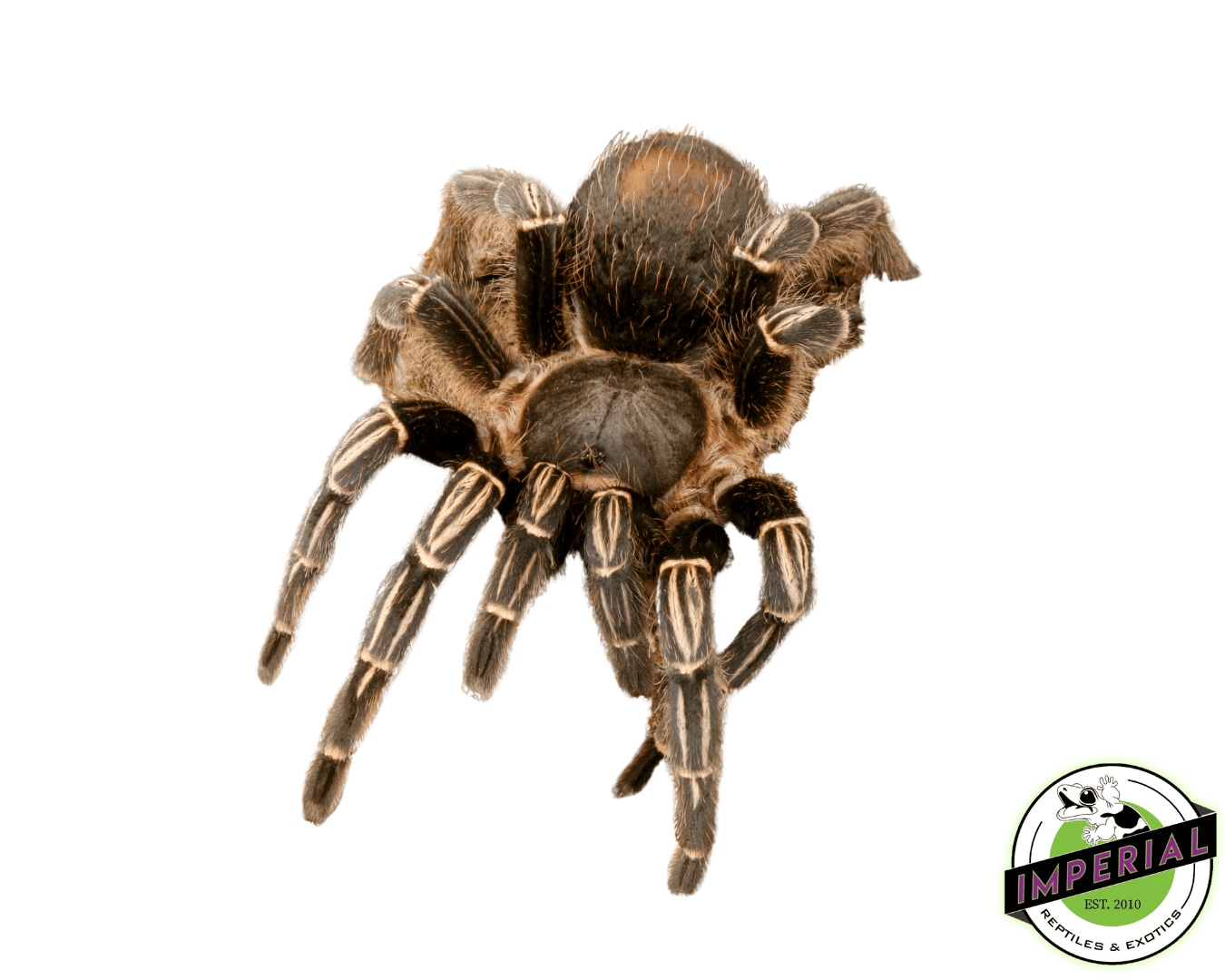 Skeleton Leg Tarantula by Imperial Reptiles & Exotics, LLC - MorphMarket