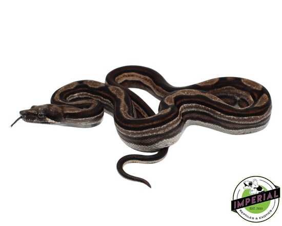 Striped Motley Colombian Boa Baby Male (#8323-05) Boa Constrictor by ...