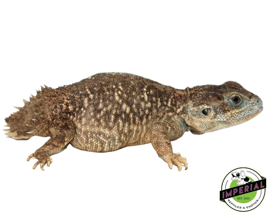 Xenagama Shield Tail Agama by Imperial Reptiles & Exotics, LLC