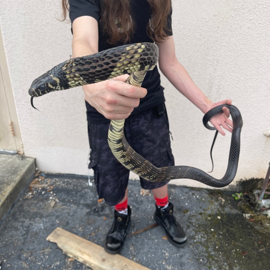 Guyana Tiger Rat Snake Other Rat Snake by Imperial Reptiles & Exotics, LLC