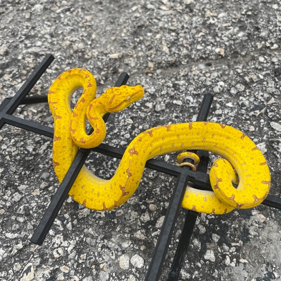 Jayapura Green Tree Python by Imperial Reptiles & Exotics, LLC