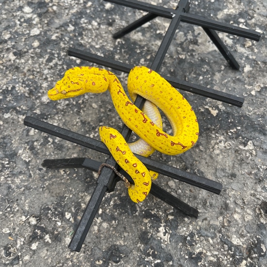 Biak Green Tree Python by Imperial Reptiles & Exotics, LLC