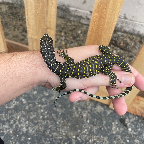 “Jayapura Locale” Pastel Blue Tail Monitor Other Monitor by Imperial ...