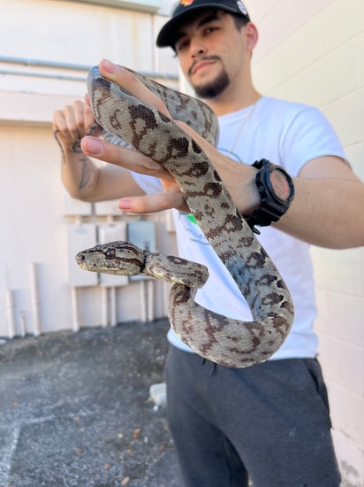 Garden Phase Amazon Tree Boa by Imperial Reptiles & Exotics, LLC