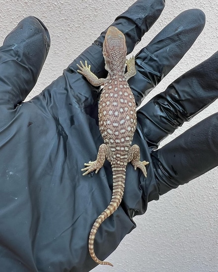 Savannah Monitor by Imperial Reptiles & Exotics, LLC