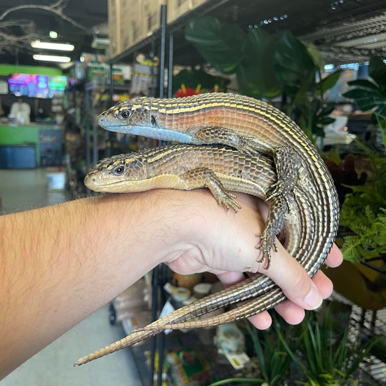 Plated Lizards More Lizard by Imperial Reptiles & Exotics, LLC