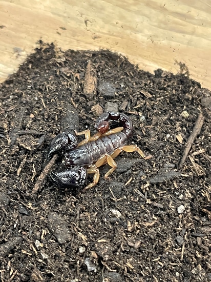 Guyana Devil Scorpion (Tityus Spp.) by Imperial Reptiles & Exotics, LLC