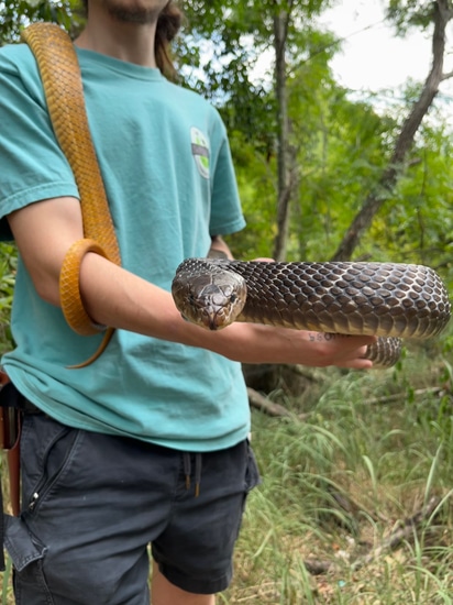 Yellow Tail Cribo Cribo & Indigo Snakes by Imperial Reptiles & Exotics, LLC