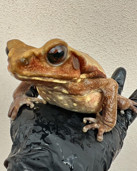 Smooth Sided Toad (Bufo Guttatus) by Imperial Reptiles & Exotics, LLC