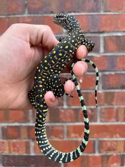 Pastel Blue Tail Monitor (Jayapura Locale) Other Monitor by Imperial ...