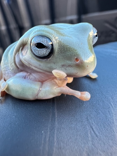 Blue Eye White's Tree Frog by Imperial Reptiles & Exotics, LLC