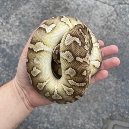 Imperial Reptiles & Exotics, LLC - MorphMarket