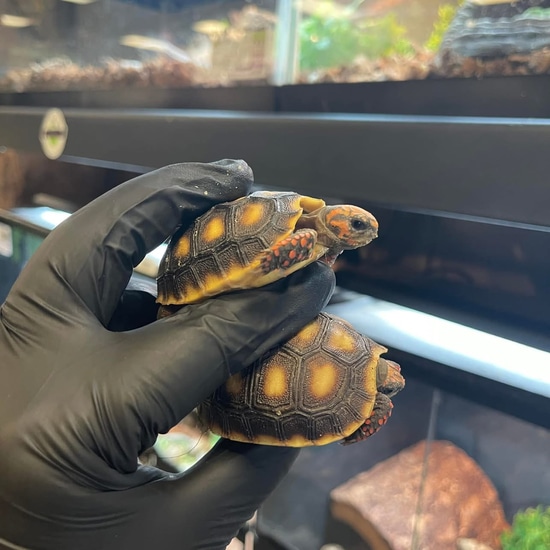 Baby Red Foot Tortoise Red-Footed Tortoise by Imperial Reptiles ...