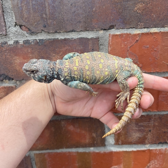 Blue Ornate Uromastyx (Uromastyx Ornata) by Imperial Reptiles & Exotics ...