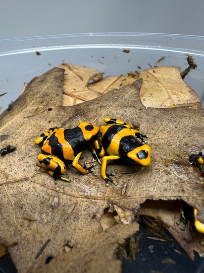 Bumble Bee Dart Frog (Dendrobates Leucomelas) Yellow-Banded Dart Frog ...