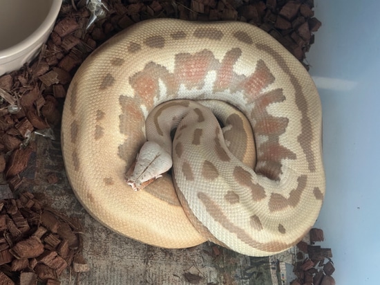 CB2022 T+ Golden Eye Blood Python by Impressive Recessive