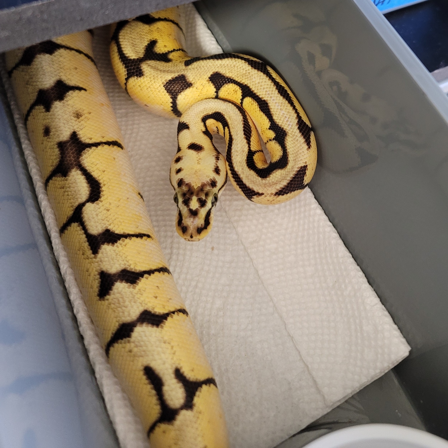 Bumblebee 100% Het Clown (Pos Blade) Ball Python by Passion4Pythons ...