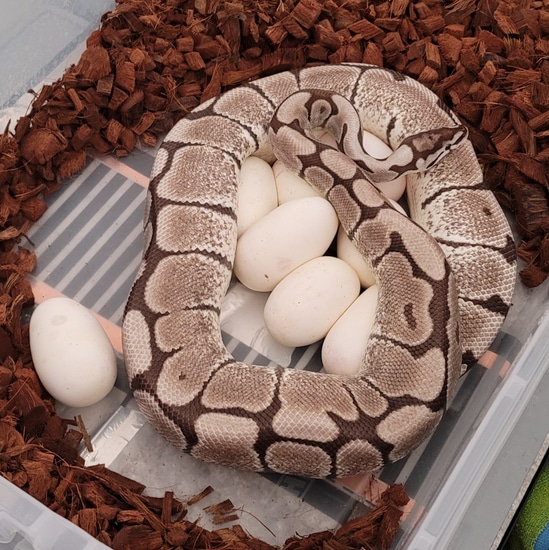 Axanthic (VPI) Spider Ball Python by Passion4Pythons