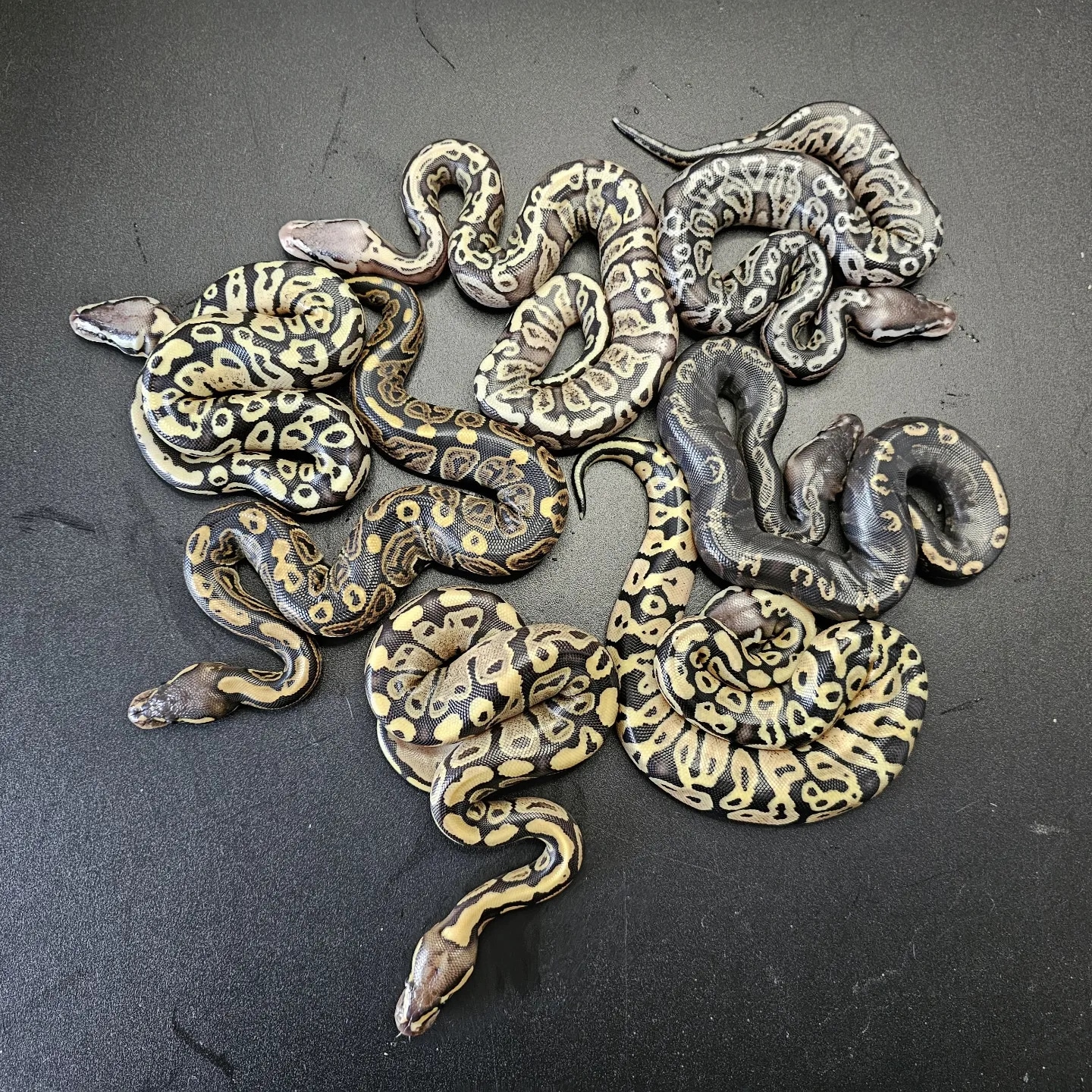 Ball Python Clutch: P4P2301 by Passion4Pythons - MorphMarket